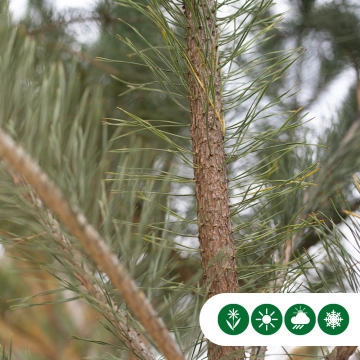 Grove den kopen (Pinus sylvestris) – Bomenbezorgd.nl