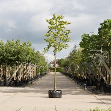 Linde kopen - Gratis bezorging bij Bomenbezorgd.nl