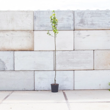 Pyrus c. 'Doyenné du Comice' perenboom | Bomenbezorgd.nl