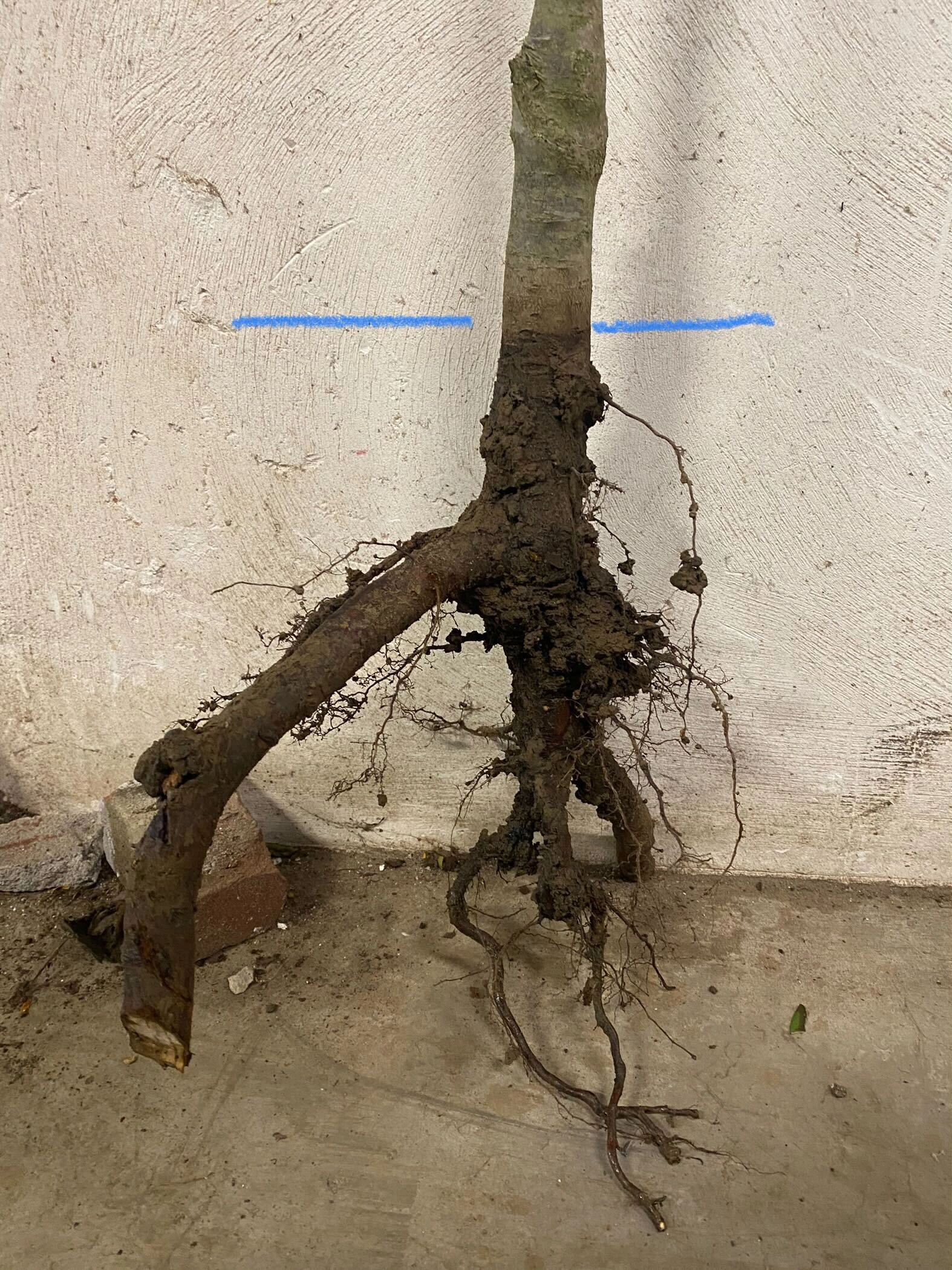 Kale Boom Silhouet Met Wortels Gele Bol Esdoorn 150 Cm Stamhoogte