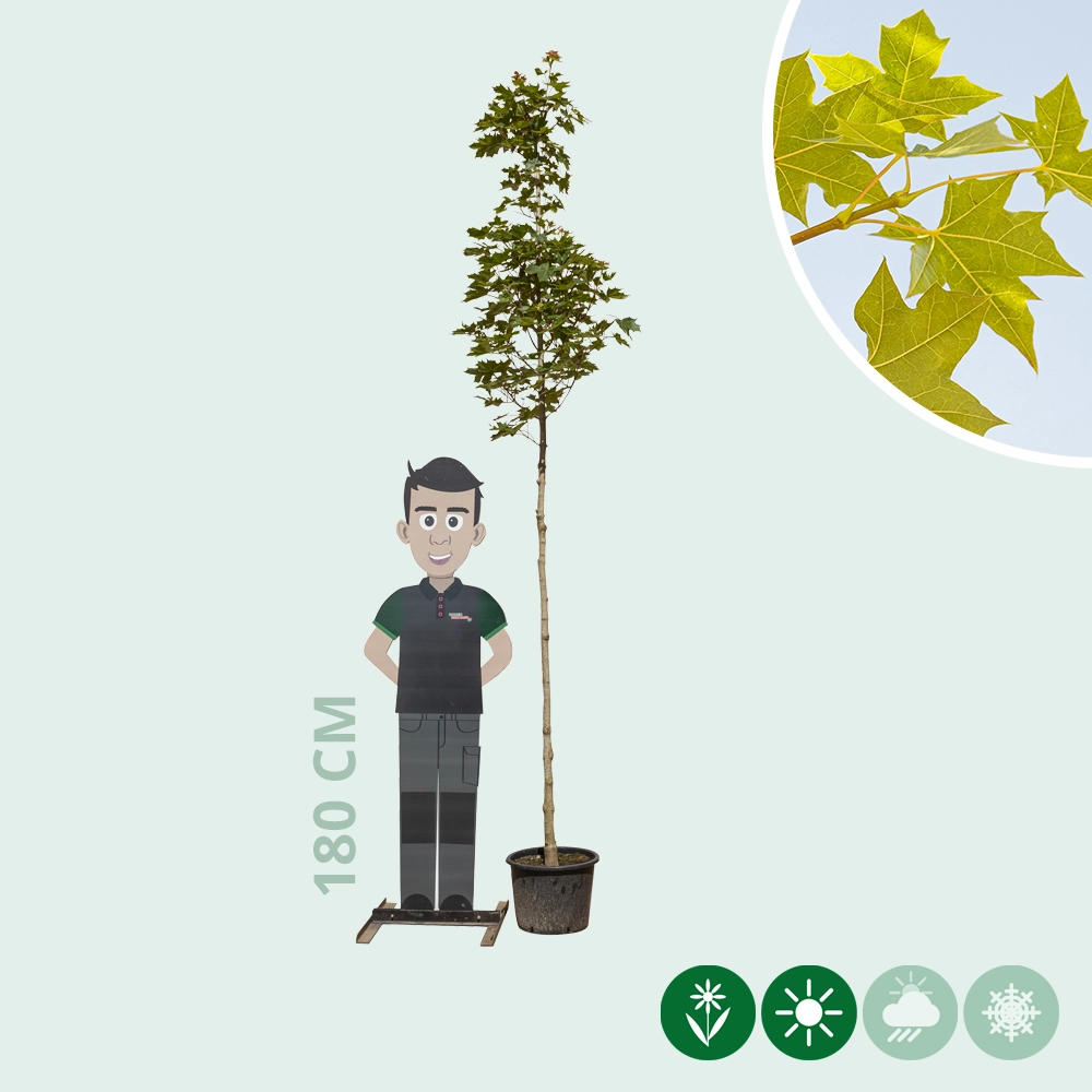 Rode esdoorn Pacific sunset | Rode esdoorn Pacific sunset