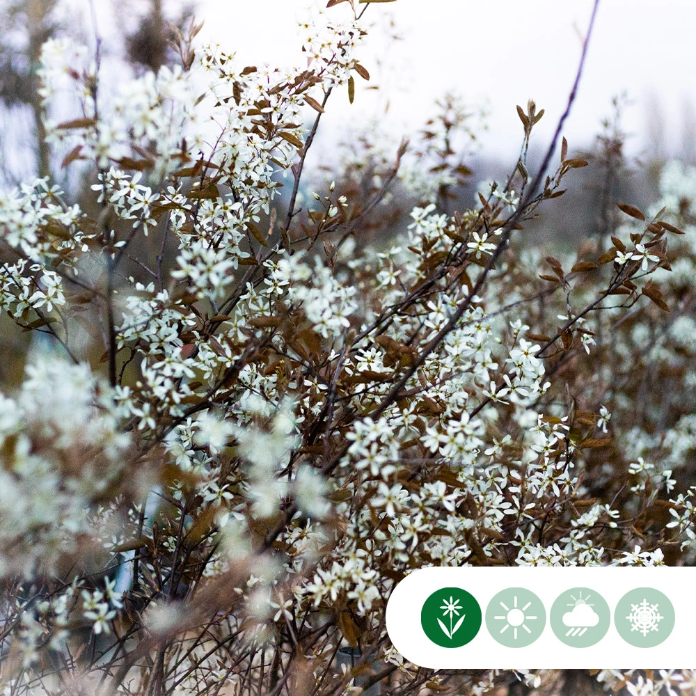 Bomen en struiken voor natte grond | Bomenbezorgd.nl