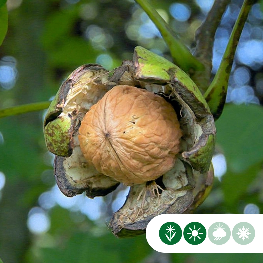 Voordelen en nadelen van de notenboom | Bomenbezorgd.nl