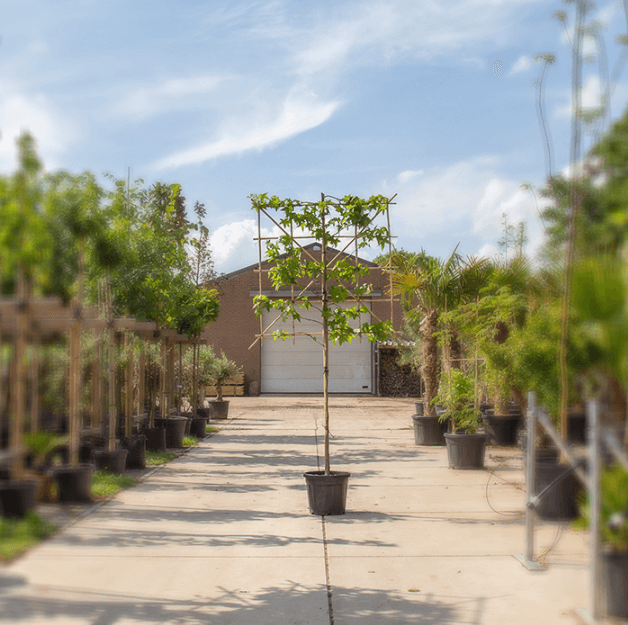 Bomen voor de voortuin