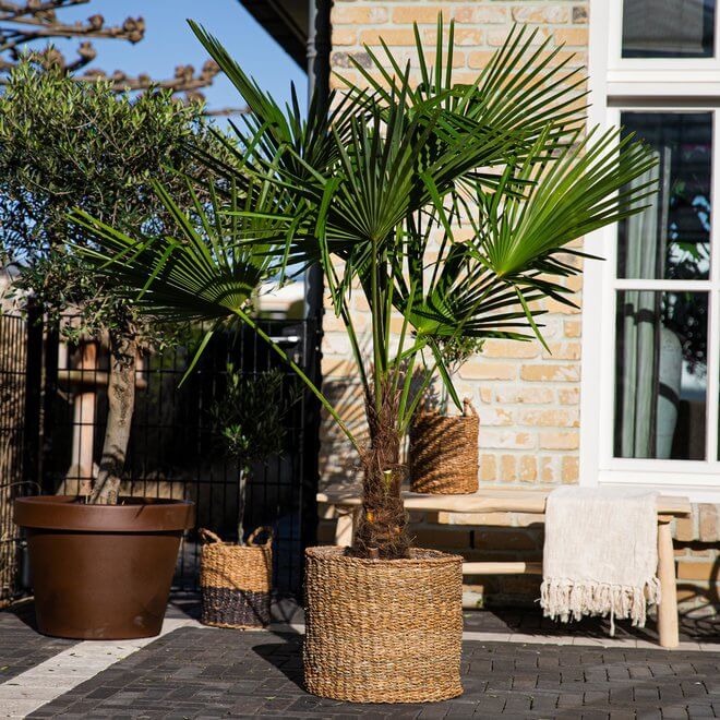 Hoe fleur je je terras leuk op met de juiste boom?